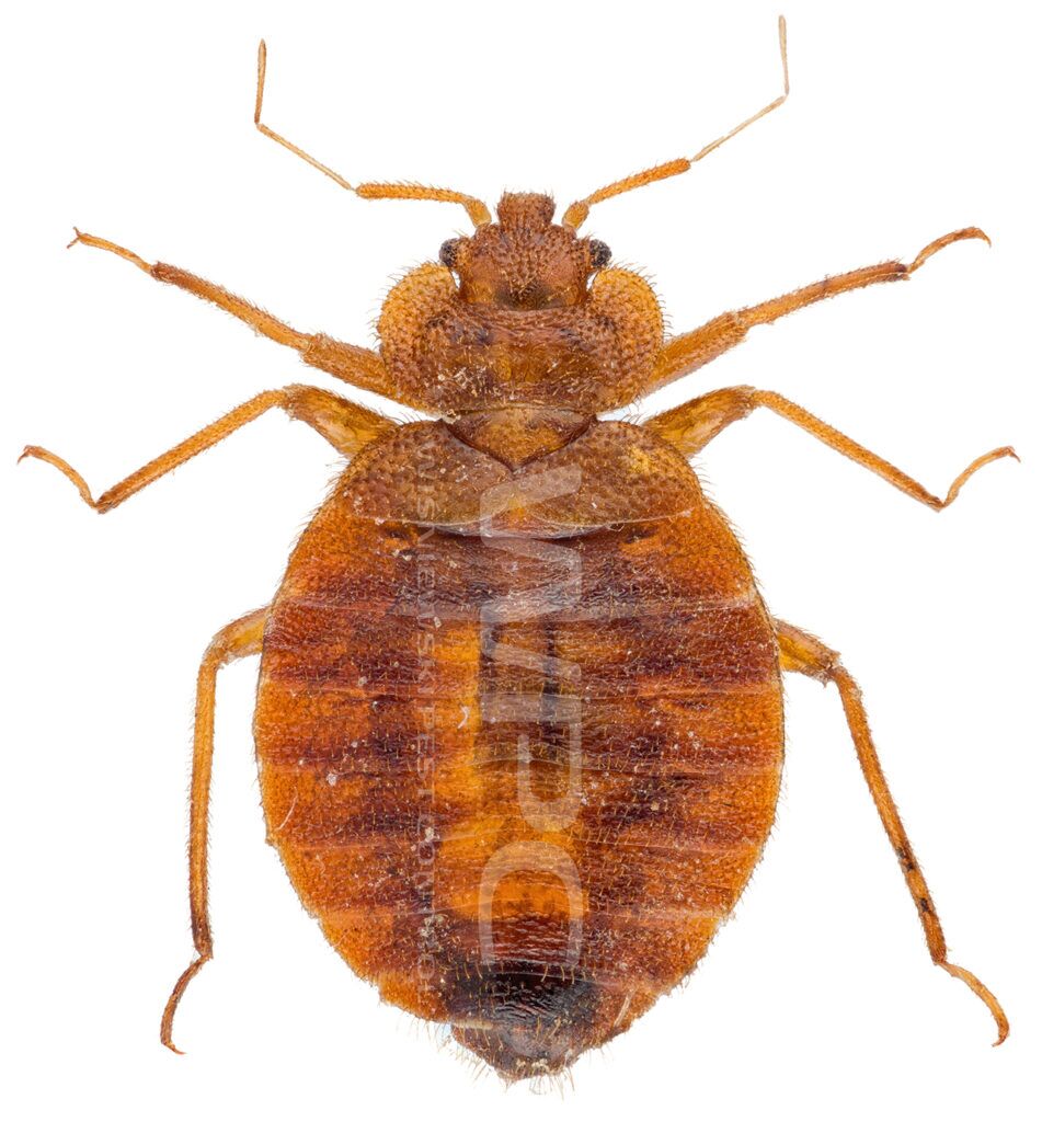 Jak wygląda pluskwa? Porady - po czym pluskwę poznać i jak się rozwija